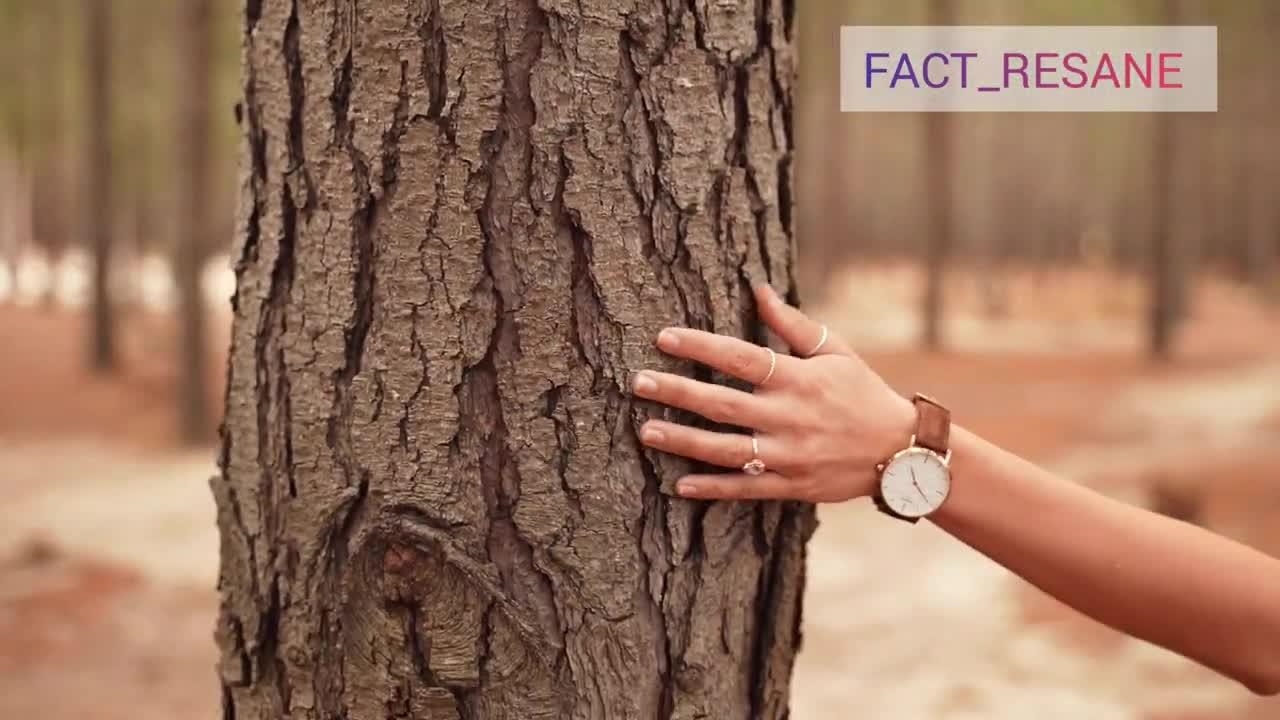 درخت مانچینیل خطرناک ترین درخت دنیاست که تک تک اجزای این درخت سمی و