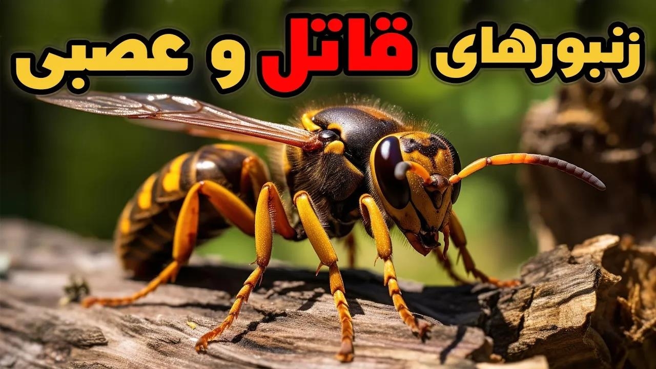 زنبورهای گاوی وحشی زنبورهایی که طعمه خودشون رو چندین بار نیش میزنند نماشا